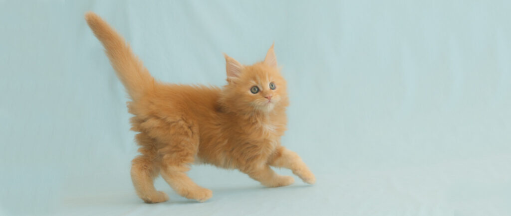 Tuffen the Tiny Fighter: The Heartwarming Tale of a Maine Coon Miracle ...